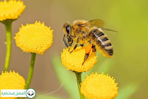 The Symbolism of Bees in Islam